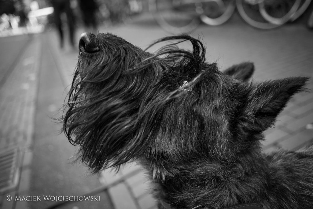 Blog – Scott Andrews